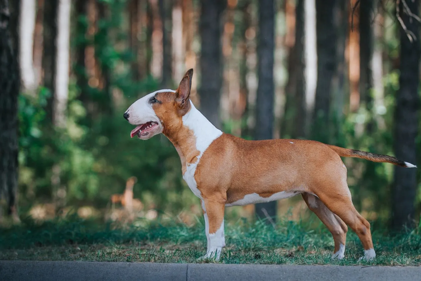 Bullterrier: Farben, Wesen & Pflege | zooplus Magazine