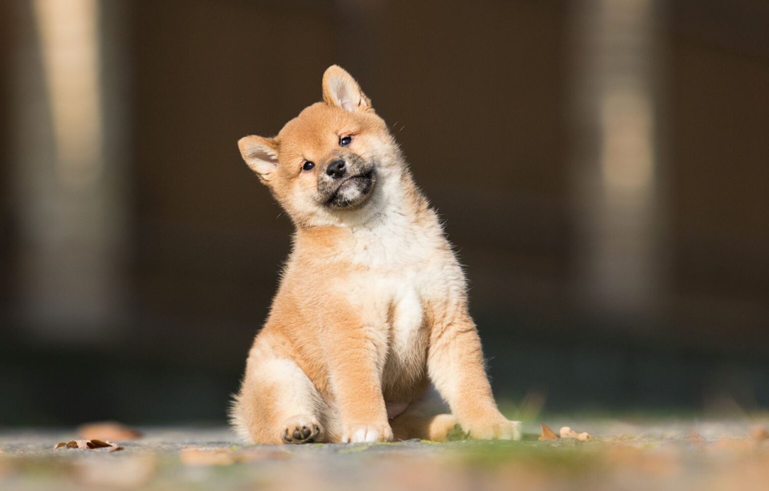 Shiba Inu | zooplus Magazine