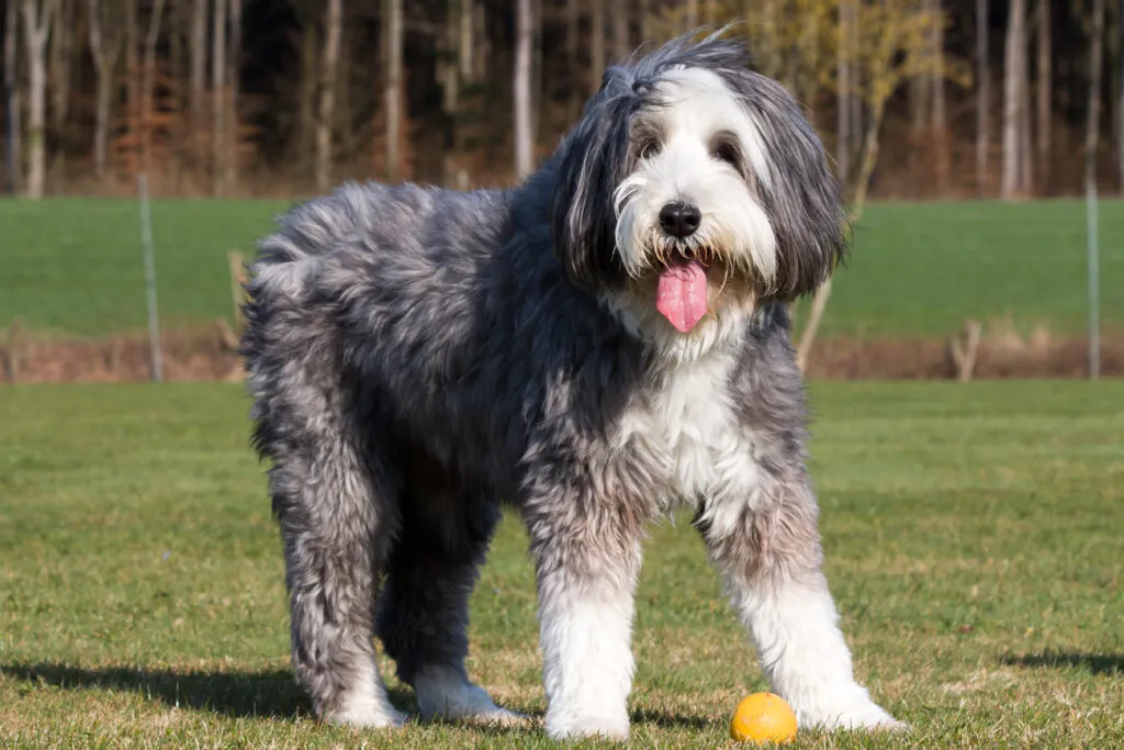 Bearded Collie: Charakter, Haltung & Pflege | zooplus Magazine