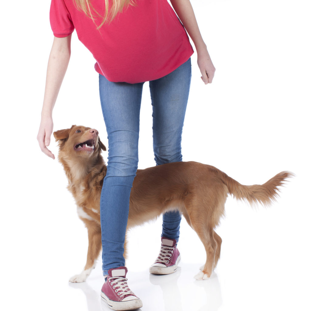 Dogdance: Musikalischer Hundesport - Hundesport und Spiel | zooplus.at