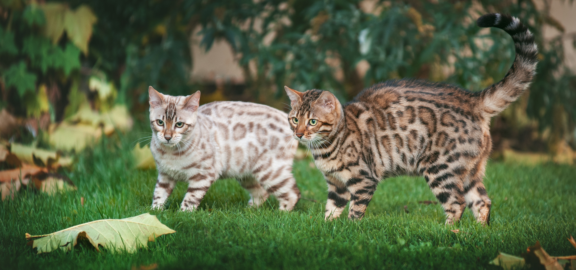 Albino Bengal Katt Entdecken Sie Die Einzigartige Bengal Katze: Tipps