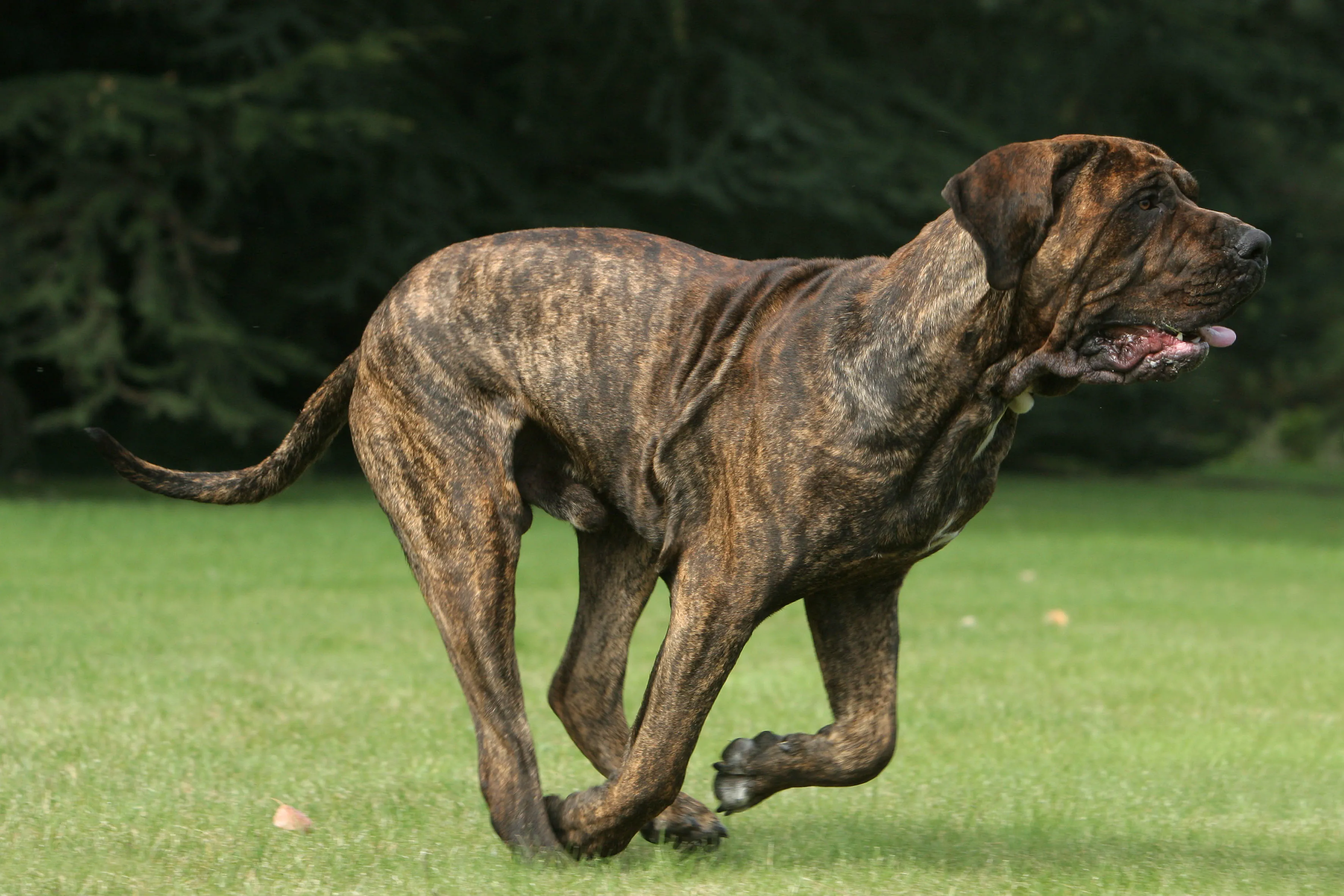 Fila Brasileiro: Charakter, Haltung & Pflege | zooplus Magazine