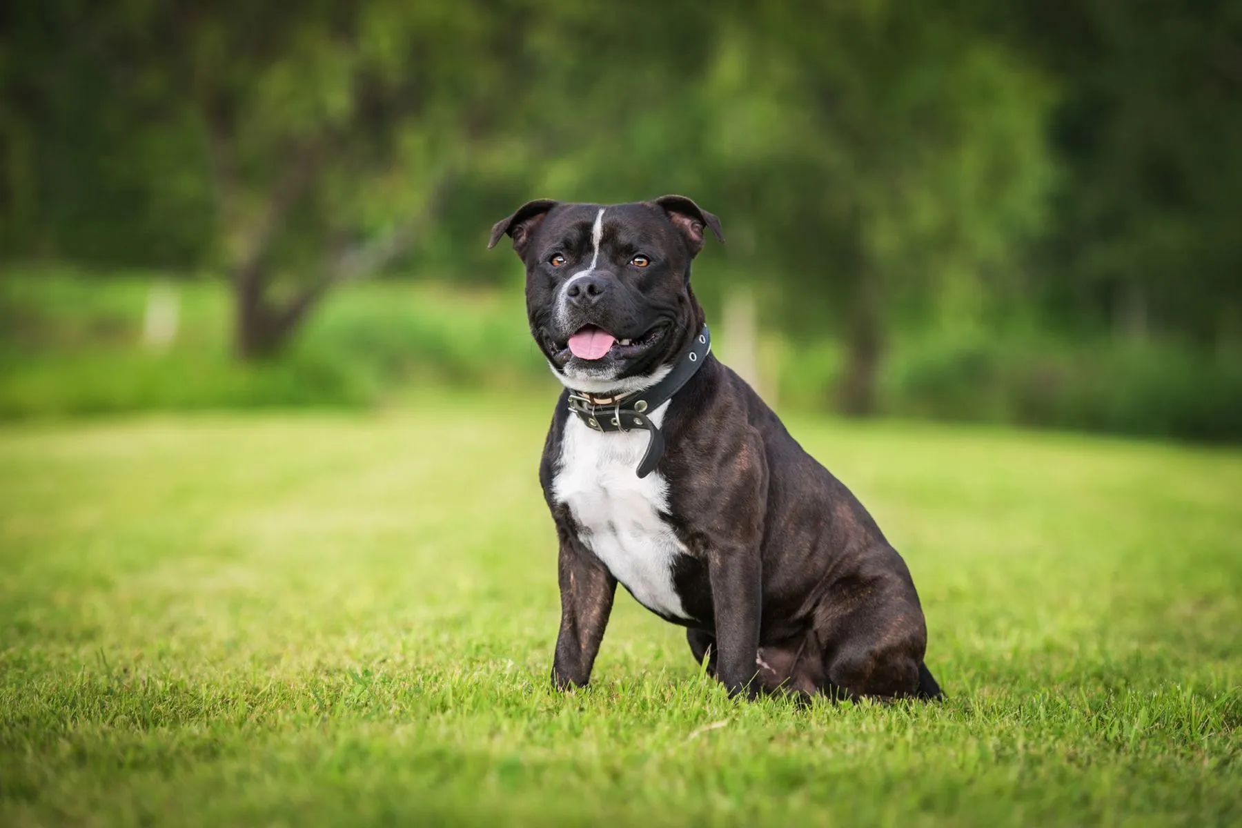 Staffordshire Bullterrier: Haltung und Wesen | zooplus Magazine