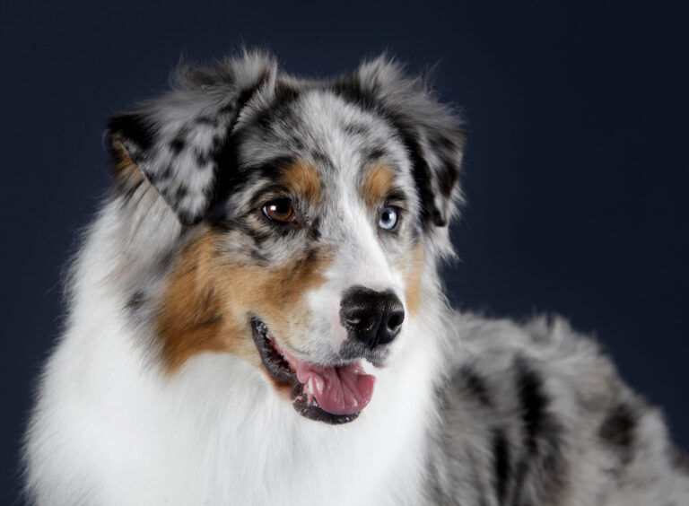 Hunderassen von A bis Z: Welcher Hund passt zu mir? | zooplus.at Magazin