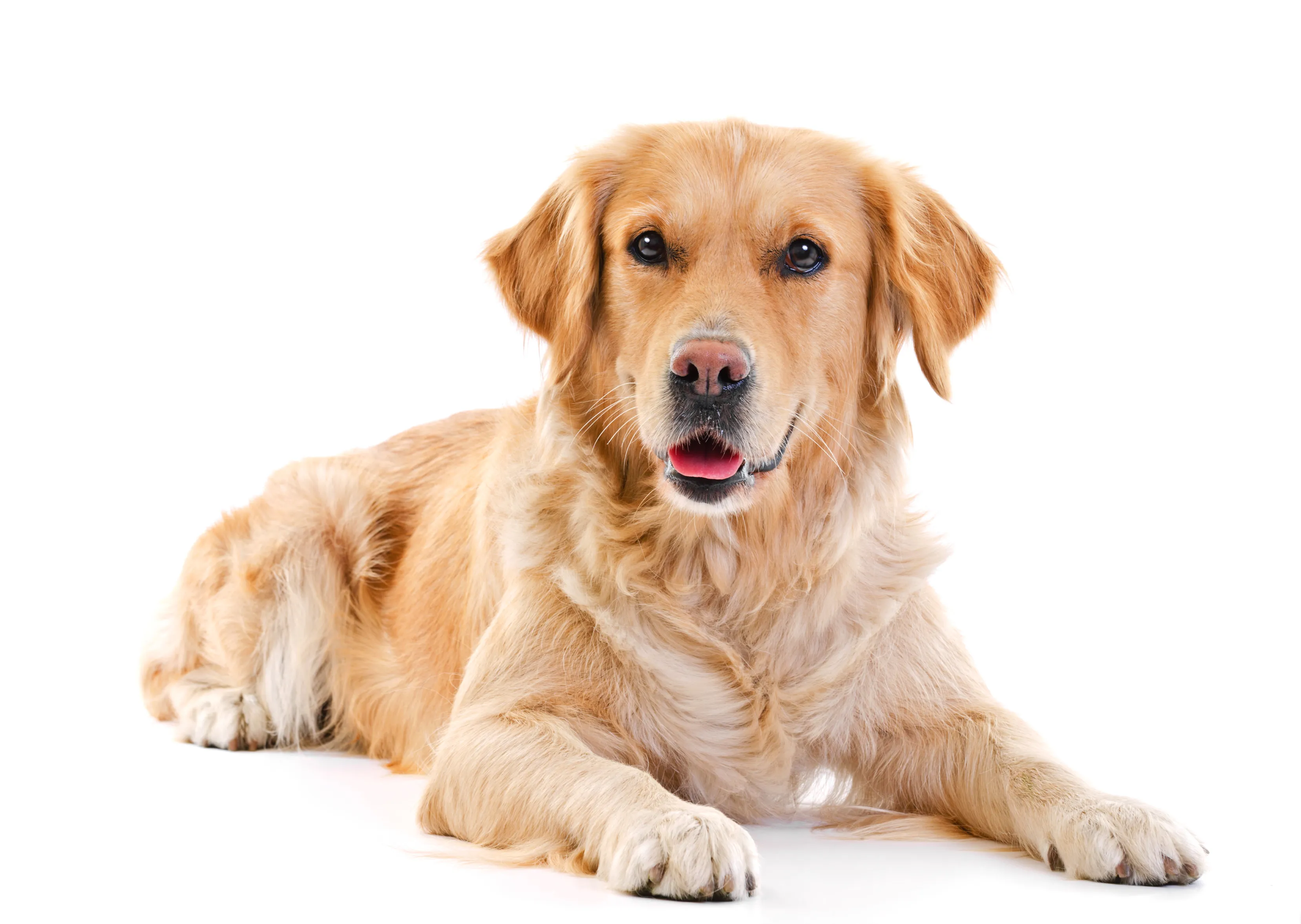 Golden Retriever Rassebeschreibung | zooplus.at Magazin