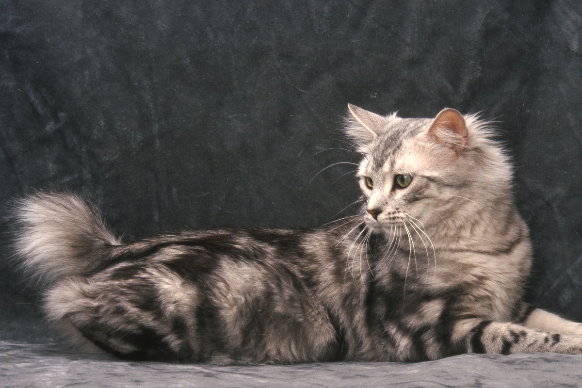 American Bobtail im Rasseportrait | zooplus Magazine